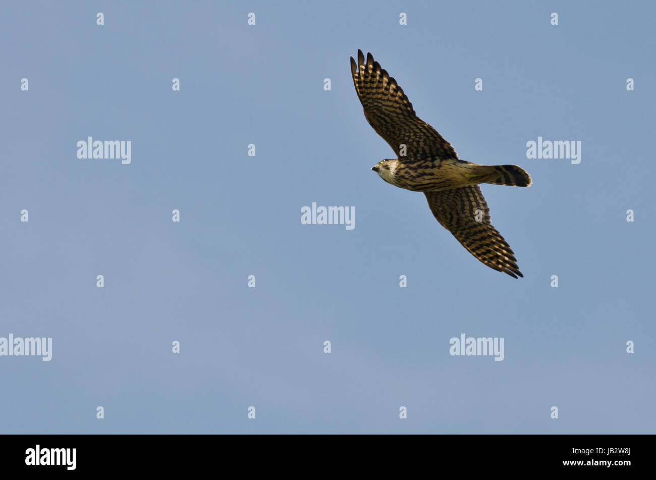 American kestrel in flight hi-res stock photography and images - Alamy