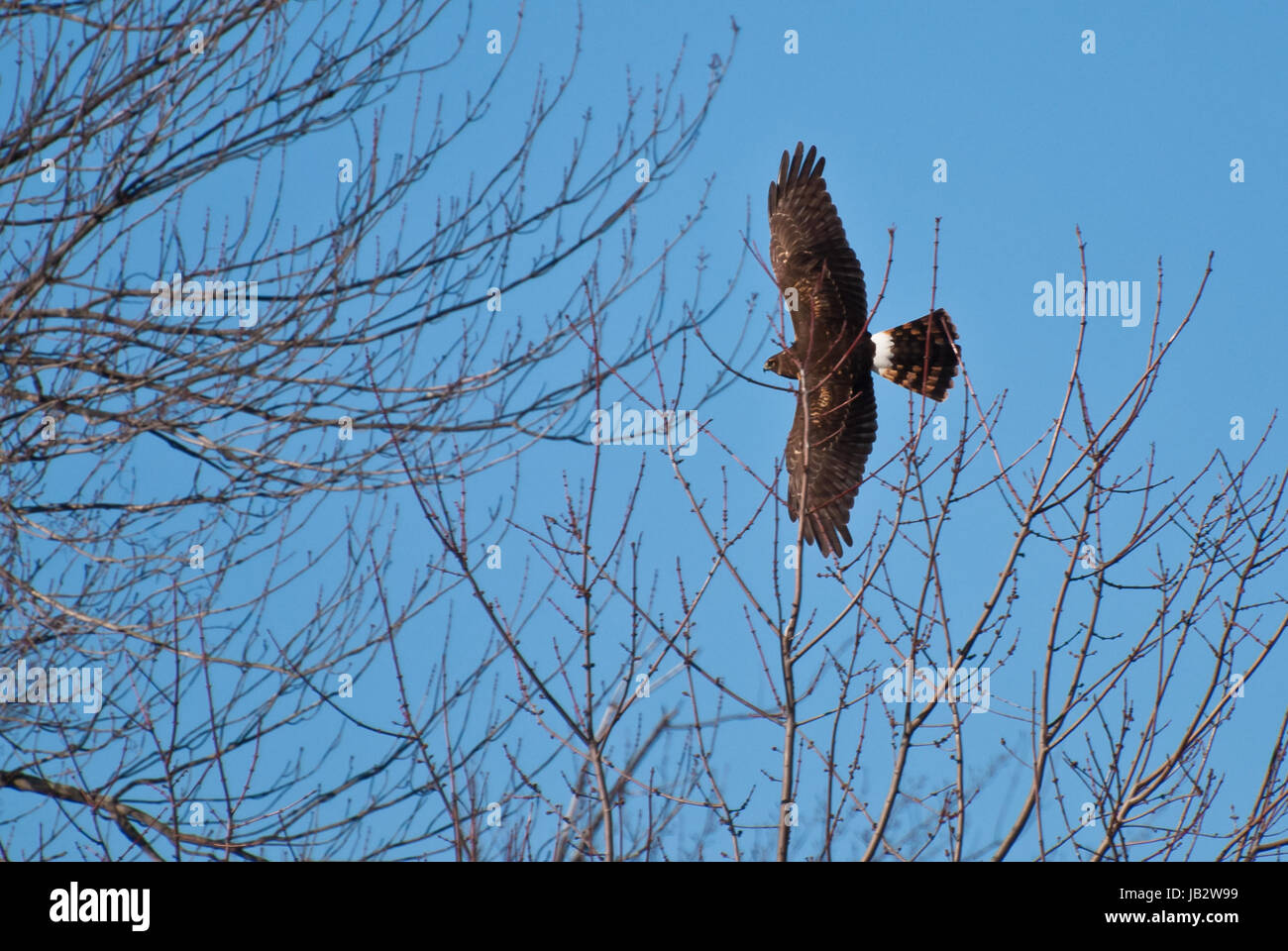 Female Northern Harrier Flying Over the Trees Stock Photo - Alamy