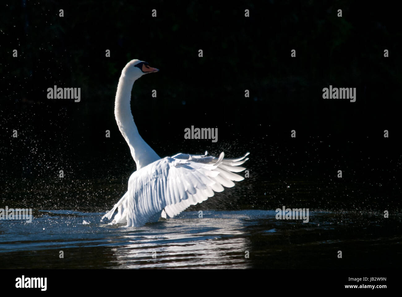 White Swam Stretching Wings on Pond Stock Photo - Alamy
