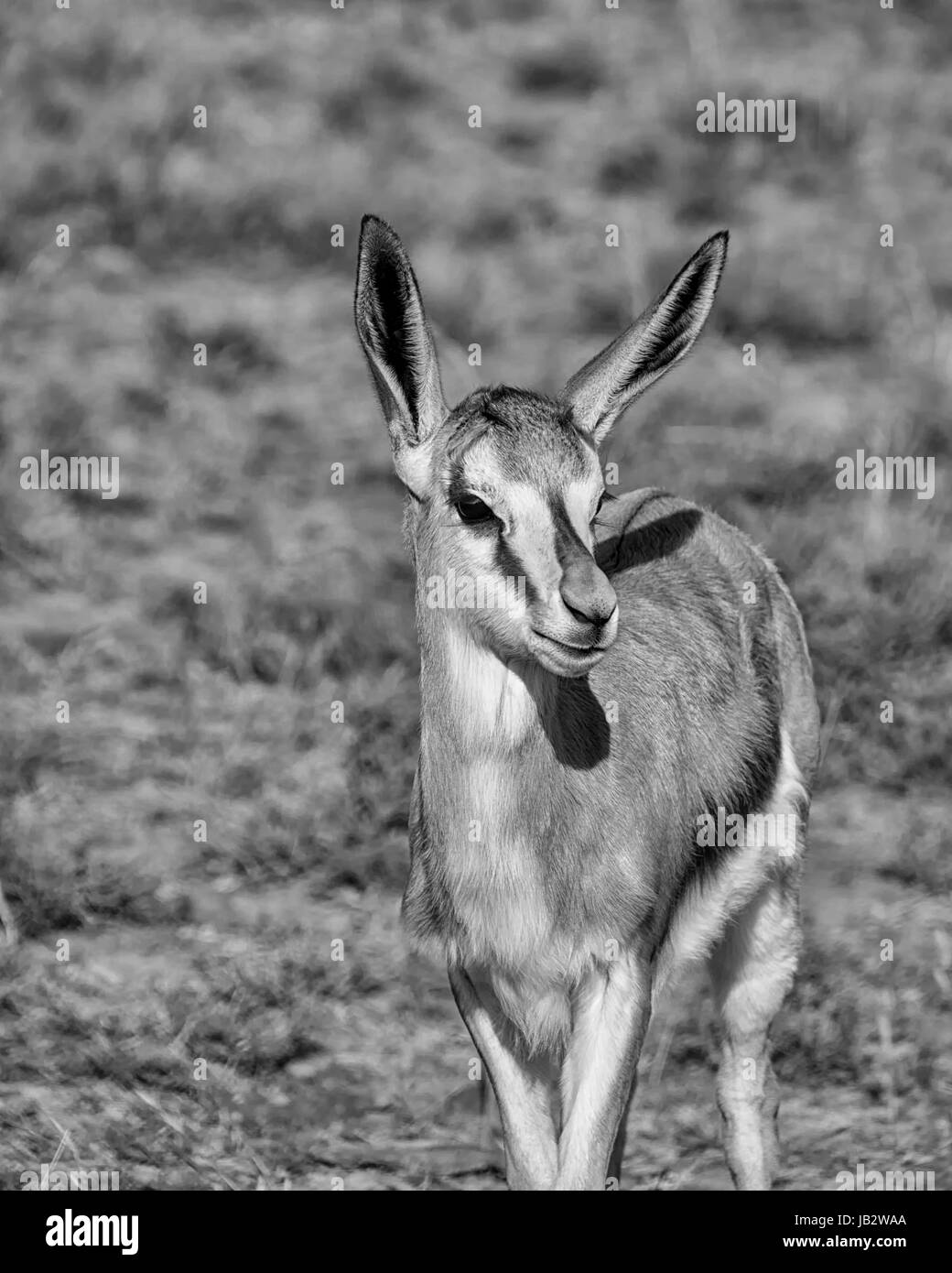Young springbok Black and White Stock Photos & Images - Alamy