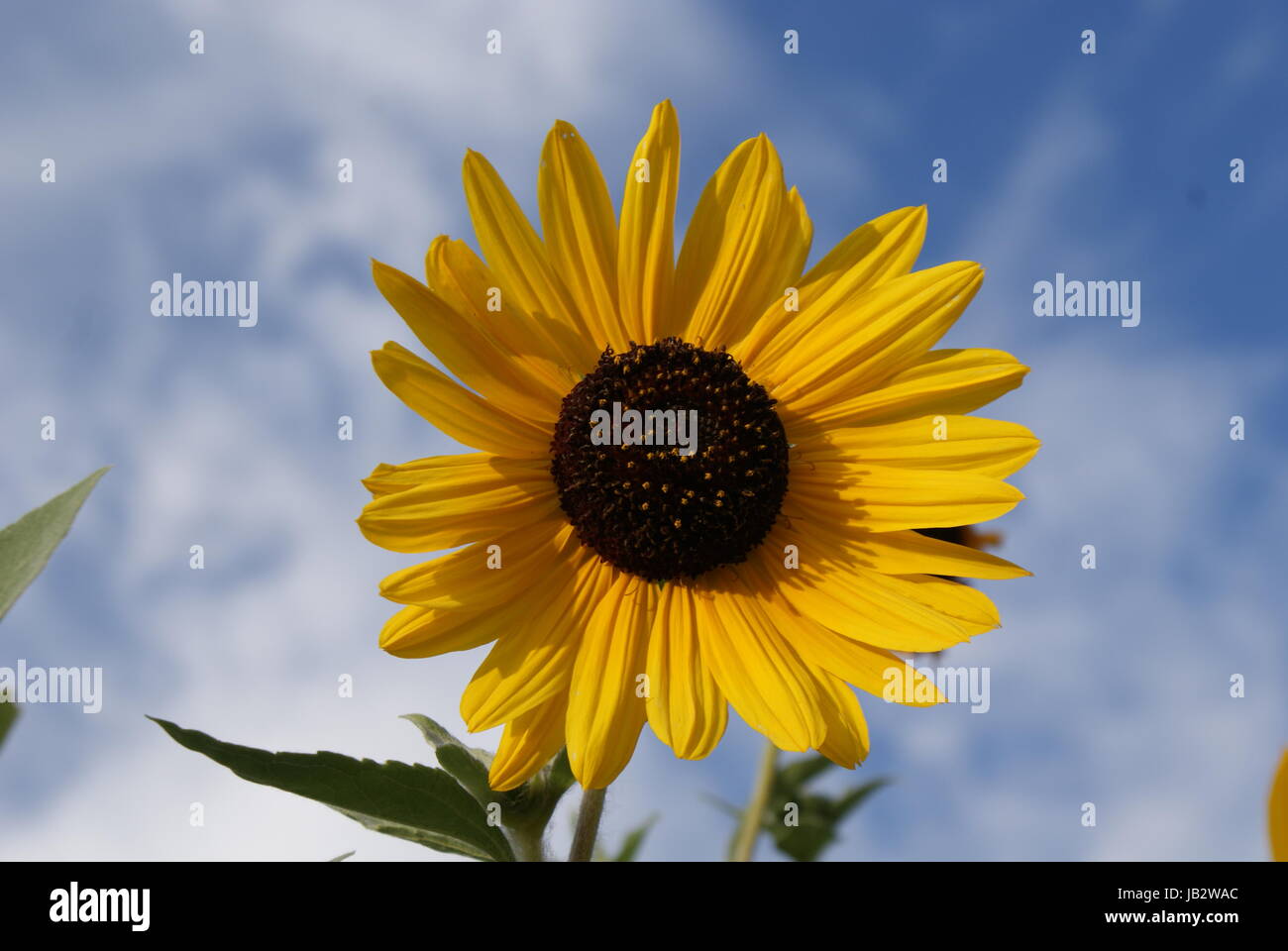 Sunflower reaching for the sun hi-res stock photography and images - Alamy