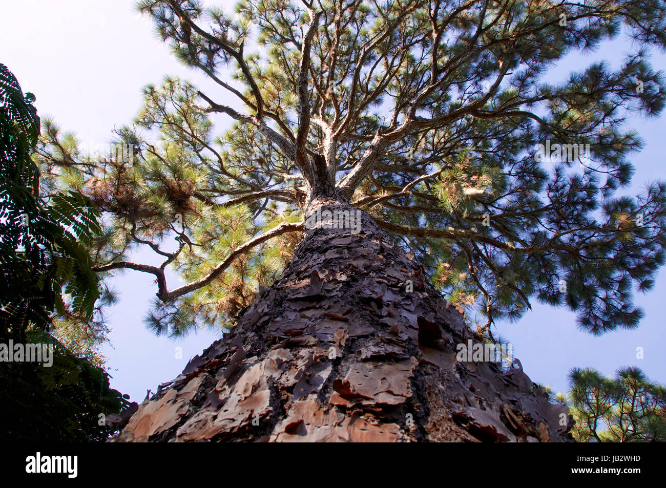 Looking up the trunk of a tall, majestic pine tree with large gnarly ...