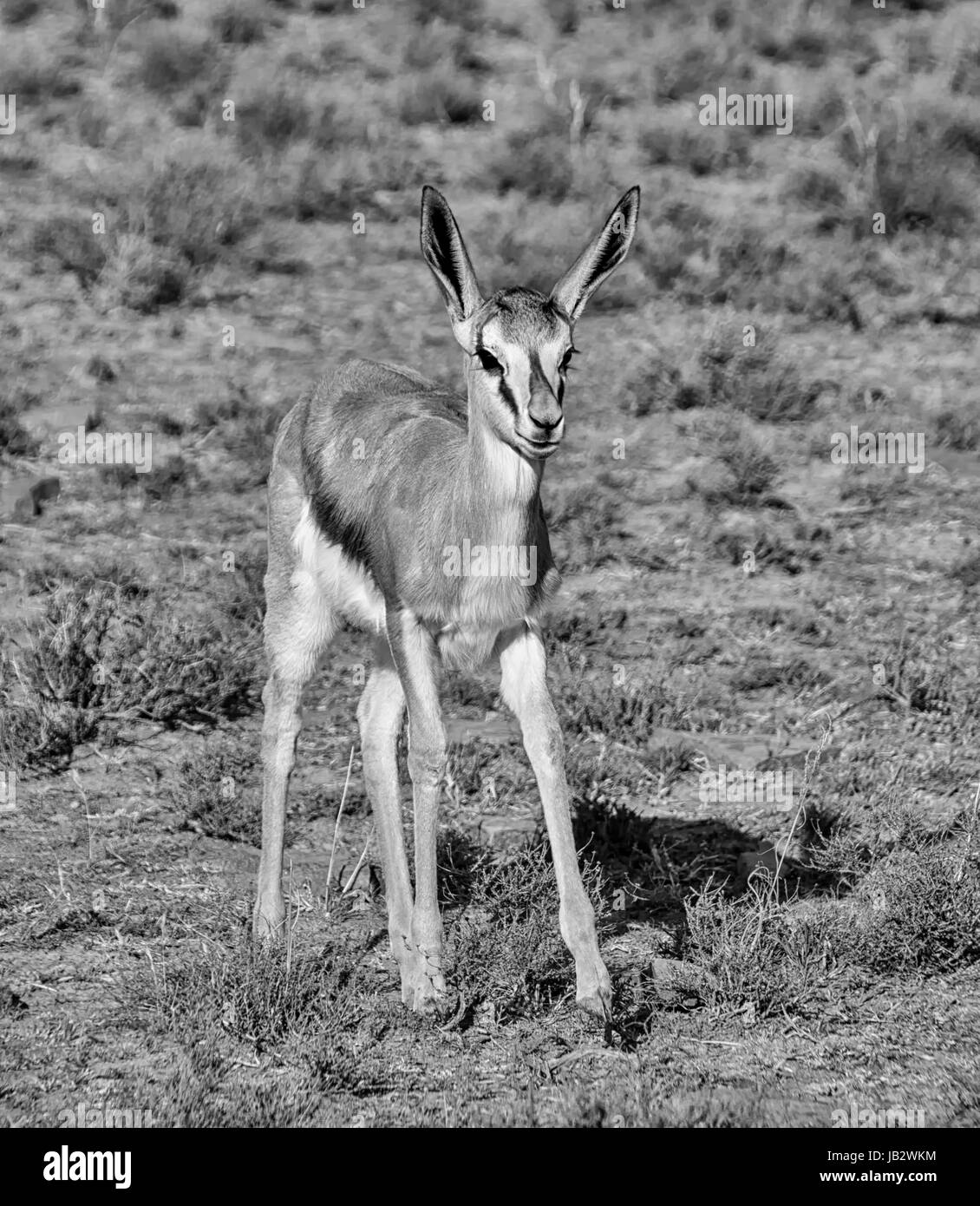Young springbok Black and White Stock Photos & Images - Alamy