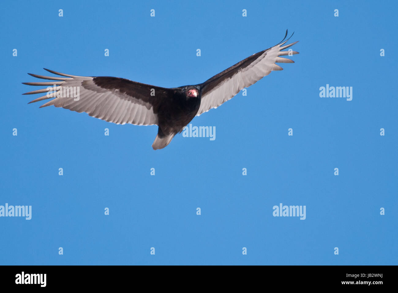 Turkey Vulture Soaring in a Blue Sky Stock Photo - Alamy