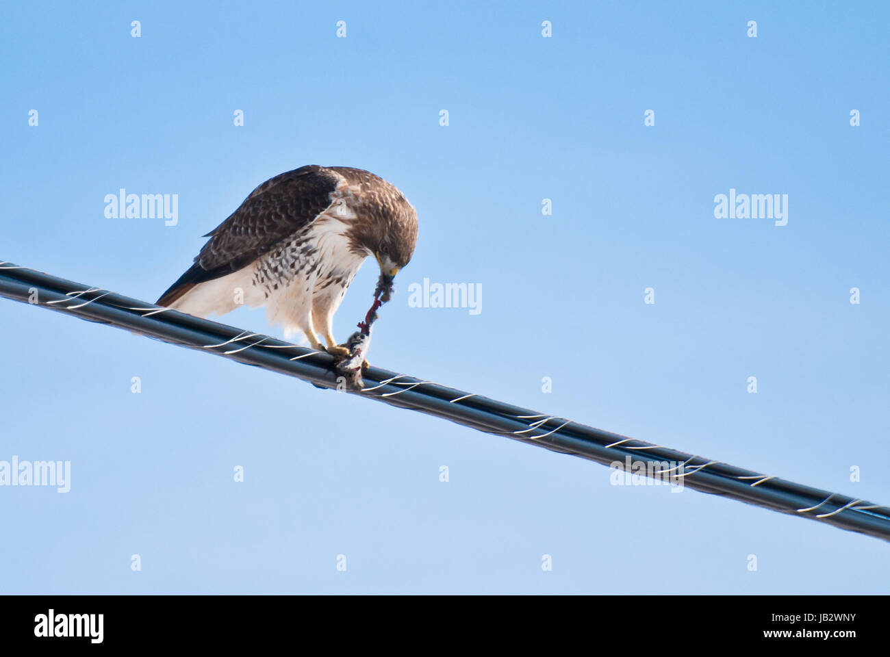 Red tail hawk mouse hi-res stock photography and images - Alamy
