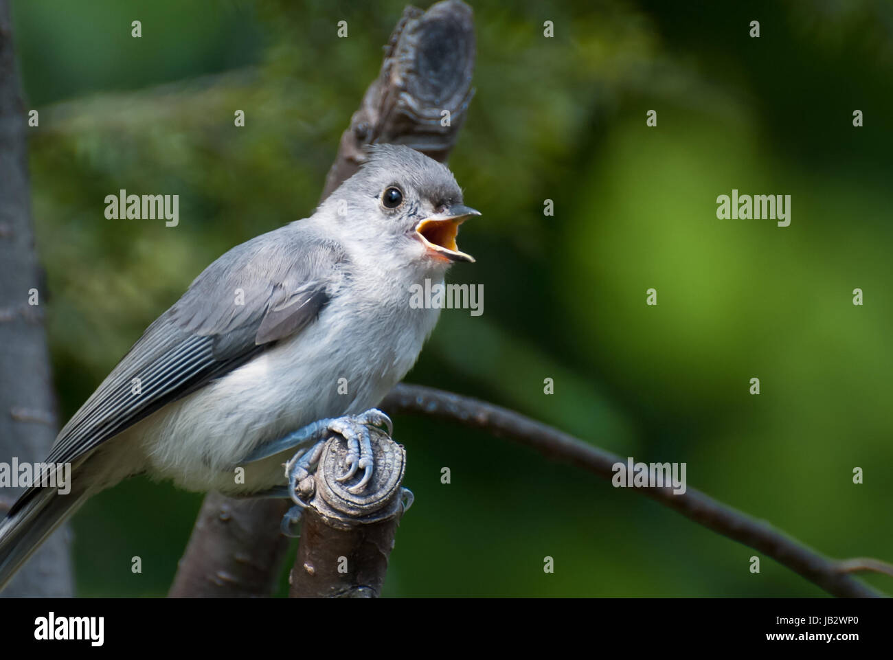 Young titmouse hi-res stock photography and images - Alamy