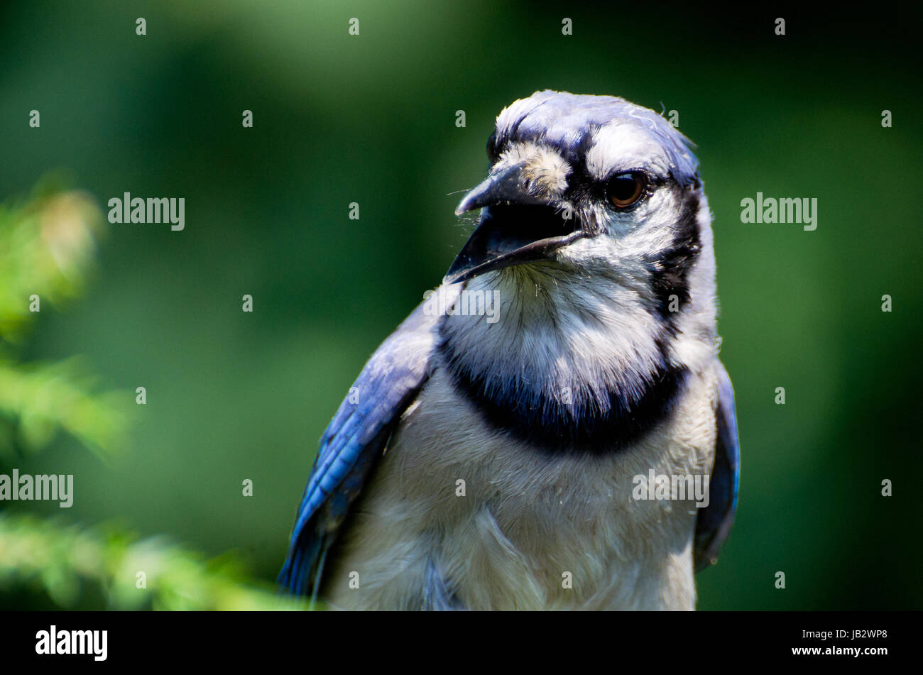 Blue Jay Profile Stock Photo - Alamy