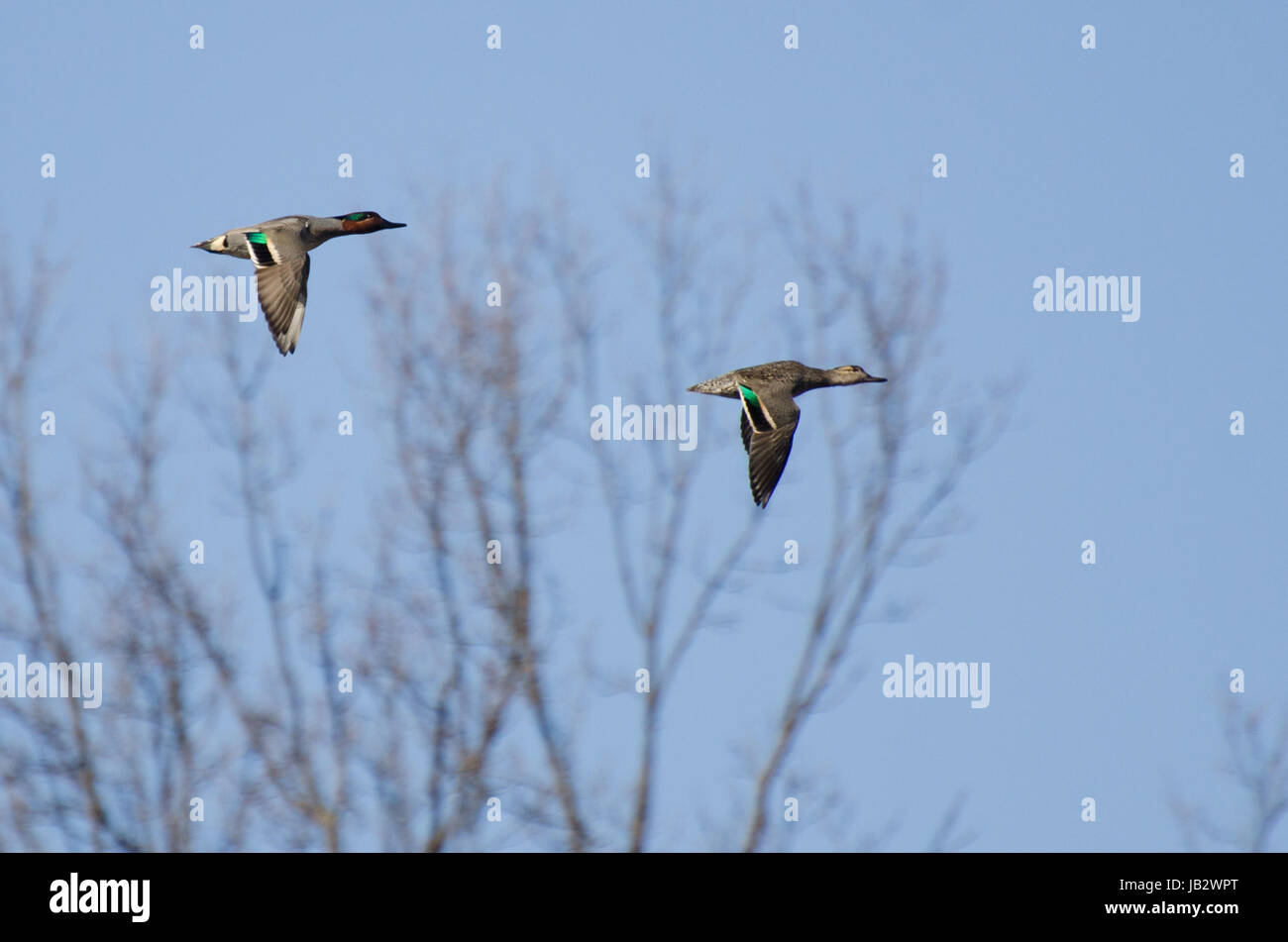 Pair of Green-Winged Teal Flying Over Marsh Stock Photo - Alamy