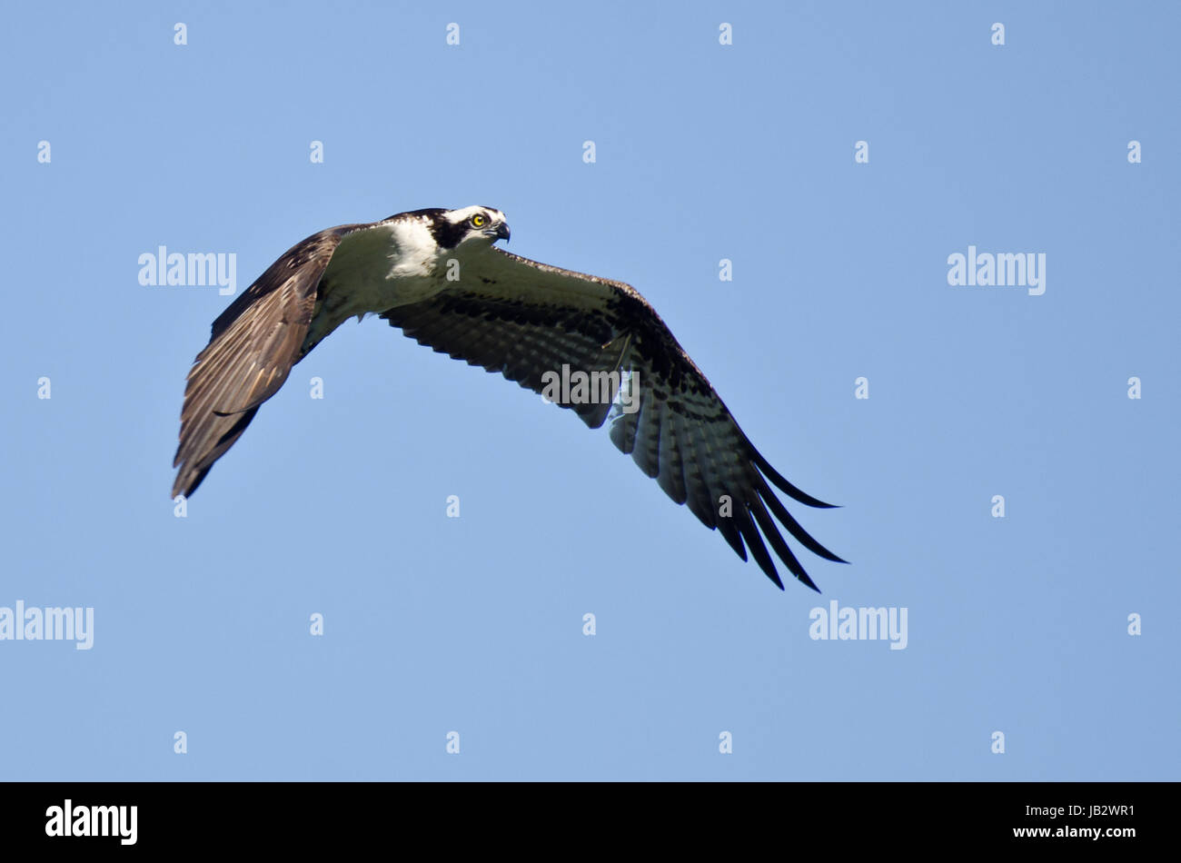 Osprey Flying in a Blue Sky Stock Photo - Alamy