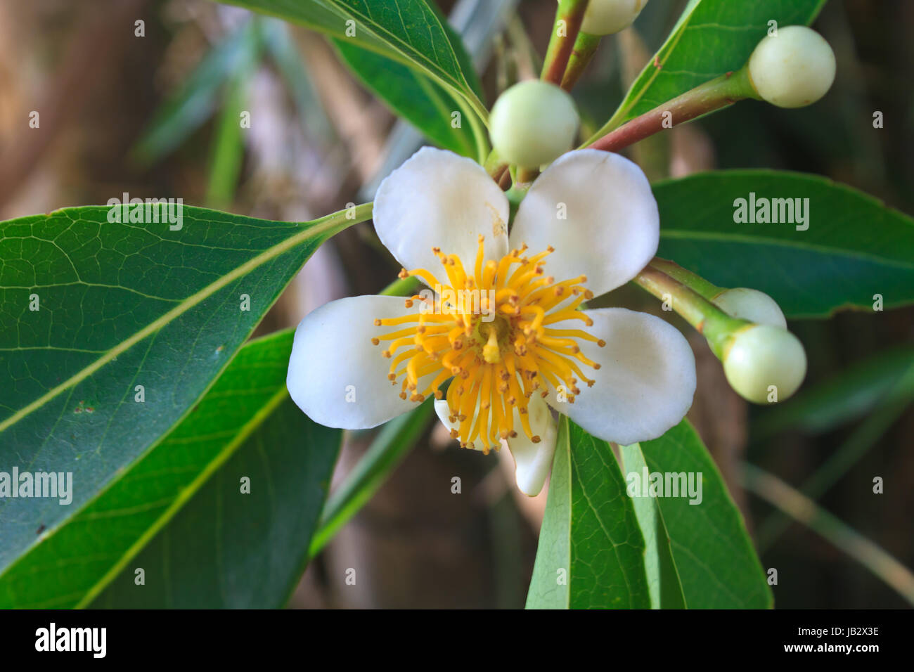 flower from Thailand, close up Schima wallichii flower in forest ...