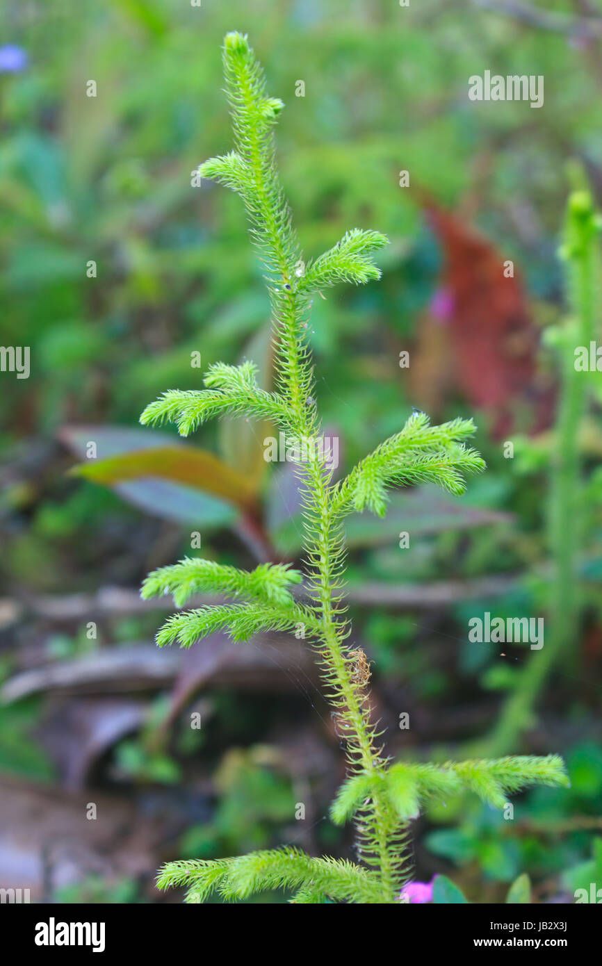 Lycopodium cernuum hi-res stock photography and images - Alamy