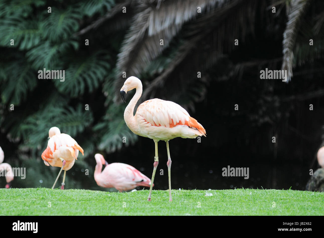 8581 red hi-res stock photography and images - Alamy