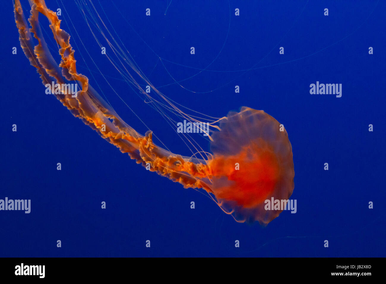 Qualle hi-res stock photography and images - Alamy