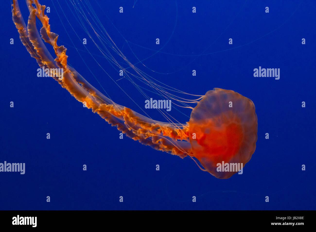 Qualle rot hi-res stock photography and images - Alamy