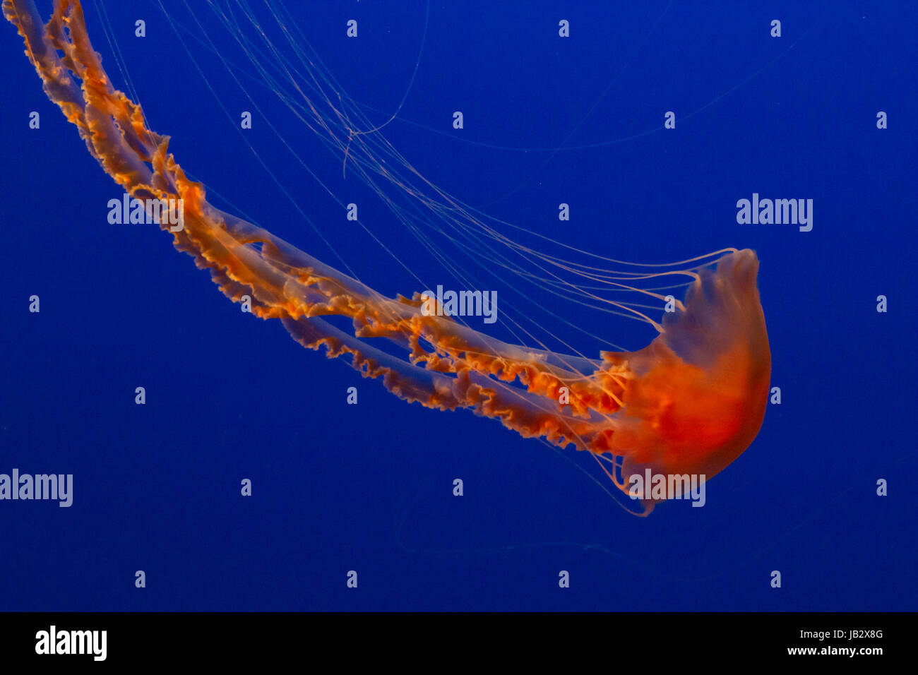 Qualle hi-res stock photography and images - Alamy