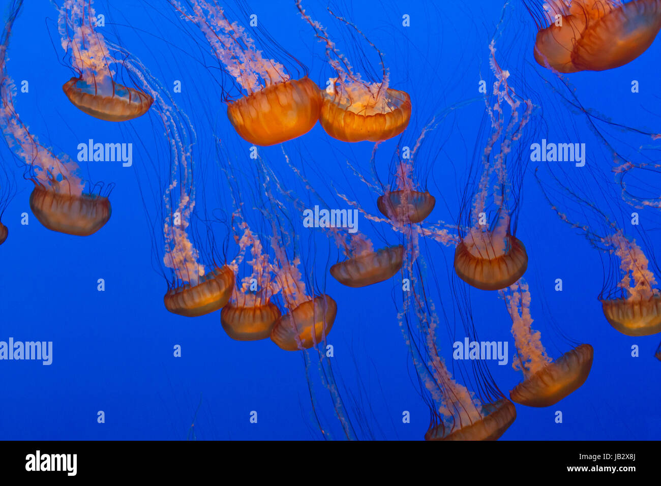 Qualle rot hi-res stock photography and images - Alamy