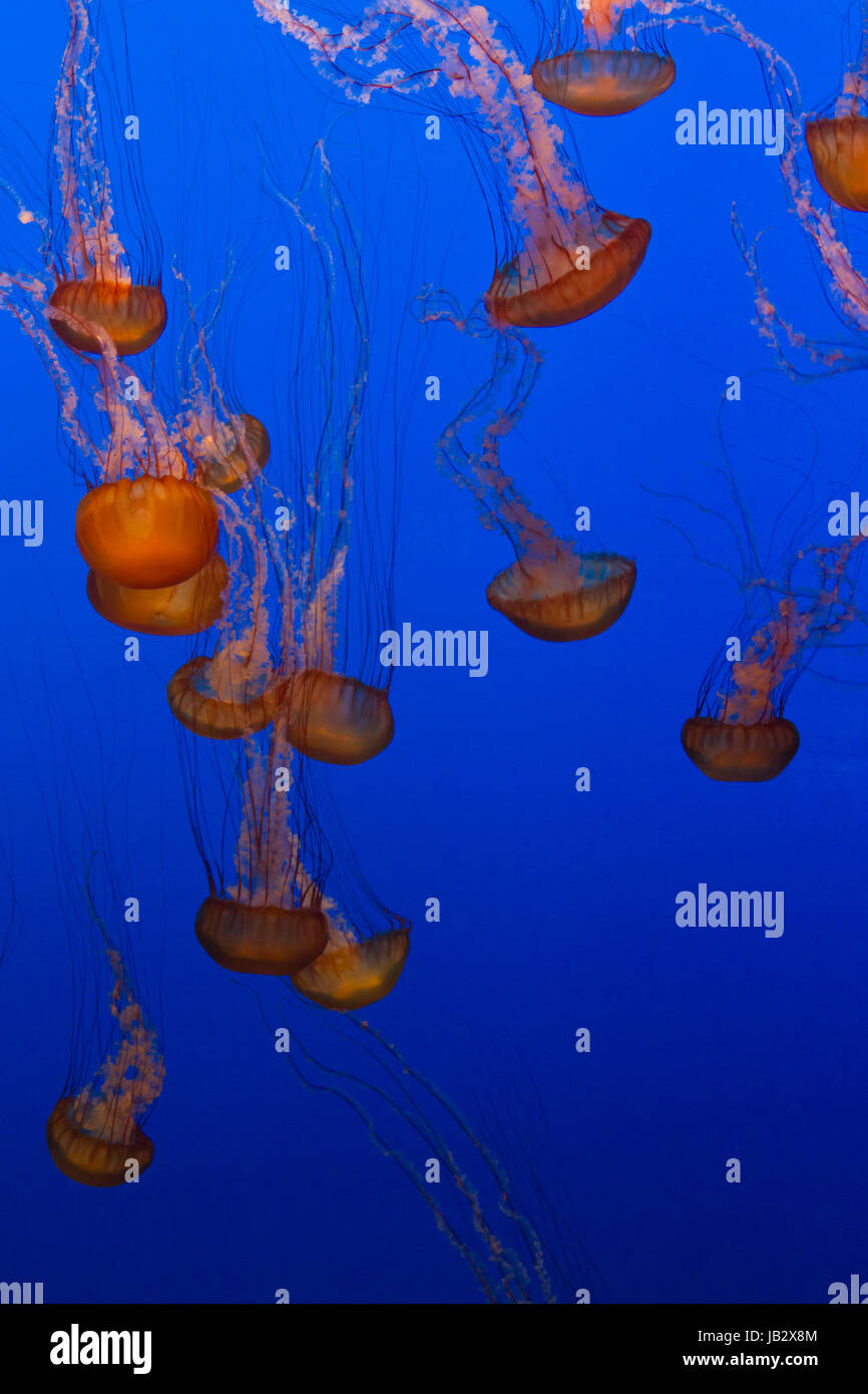 Qualle rot hi-res stock photography and images - Alamy