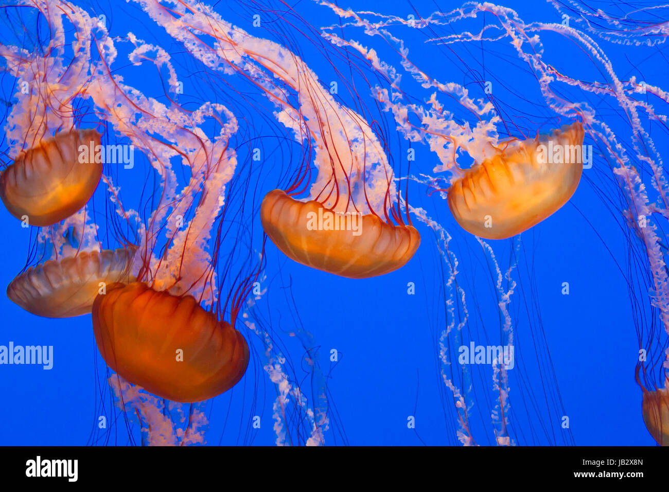 Qualle rot hi-res stock photography and images - Alamy
