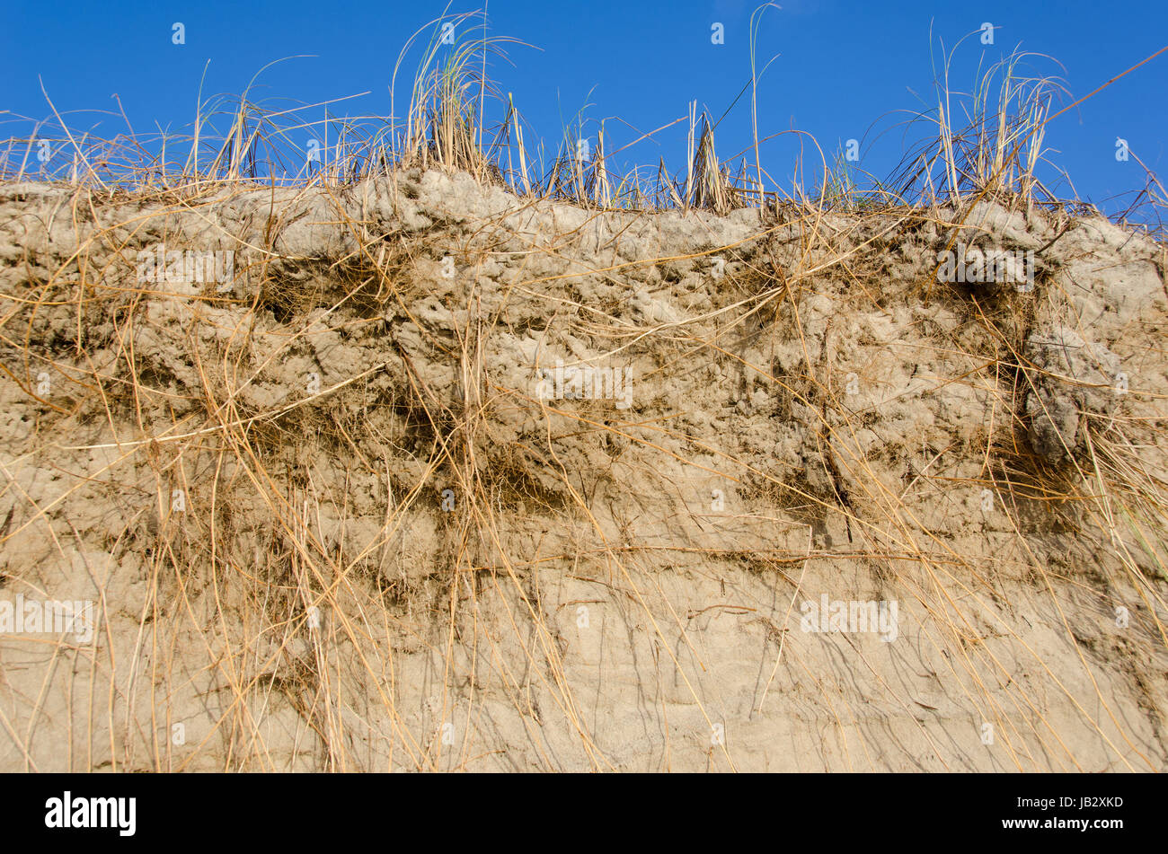 Marram Grass, Ammophila and their root system as seen from below Stock ...
