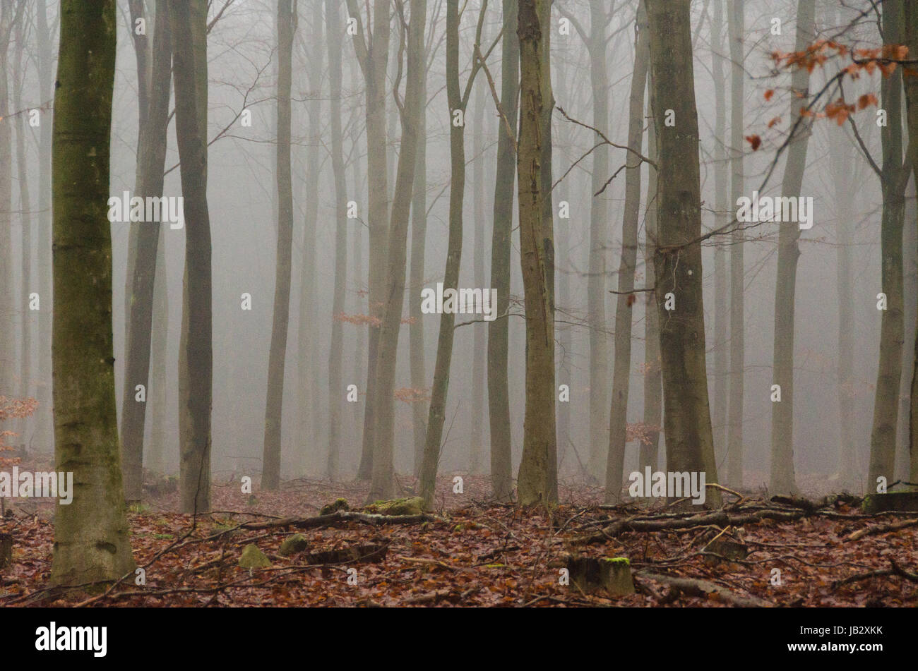 fog in a beech forest in winter without snow and leaves Stock Photo - Alamy