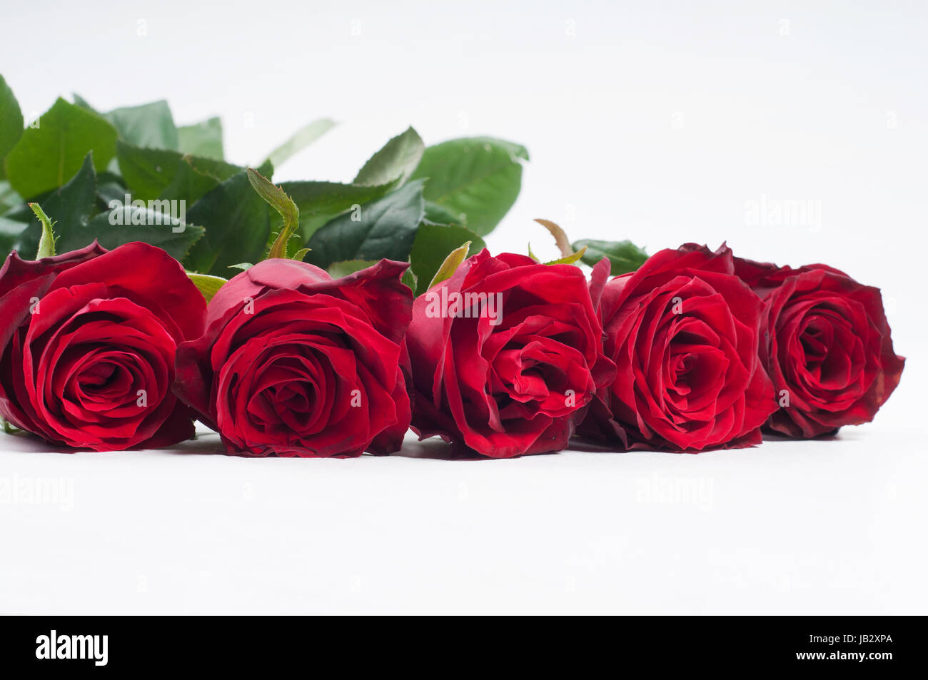 Five red roses on the light background Stock Photo - Alamy
