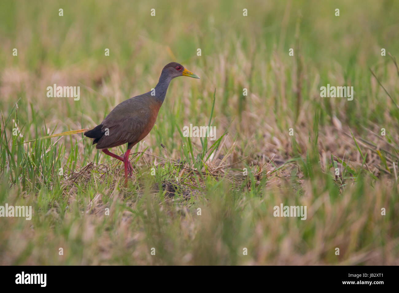 The grey-necked wood (Aramides cajaneus) in In rice crops of the Ibague ...