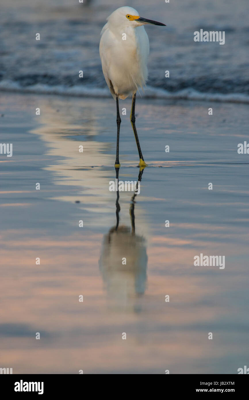 American counterpart hi-res stock photography and images - Alamy