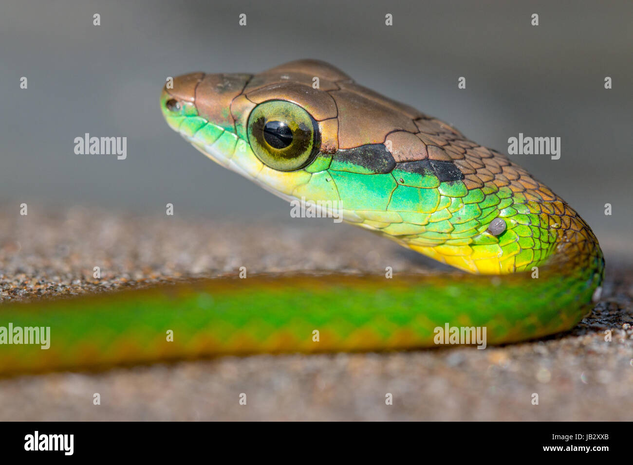 Snakes of colombia hi-res stock photography and images - Alamy