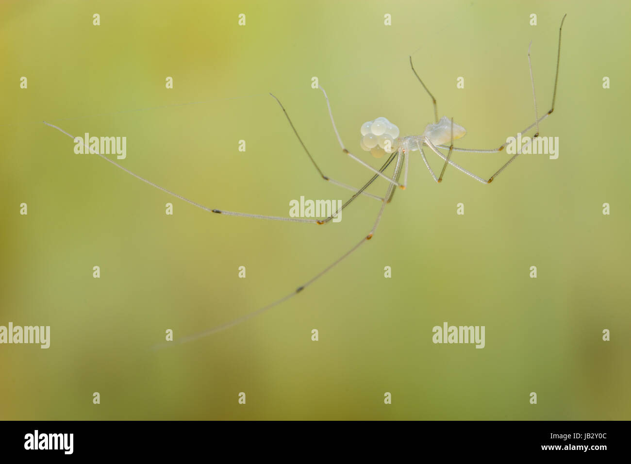 Pholcidae, commonly known as cellar spiders, are a spider family in the ...