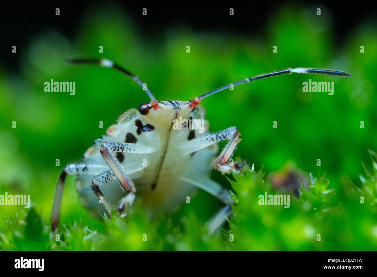 A colorful stink bug nymph (Pentatomidae) on lichens Stock Photo - Alamy