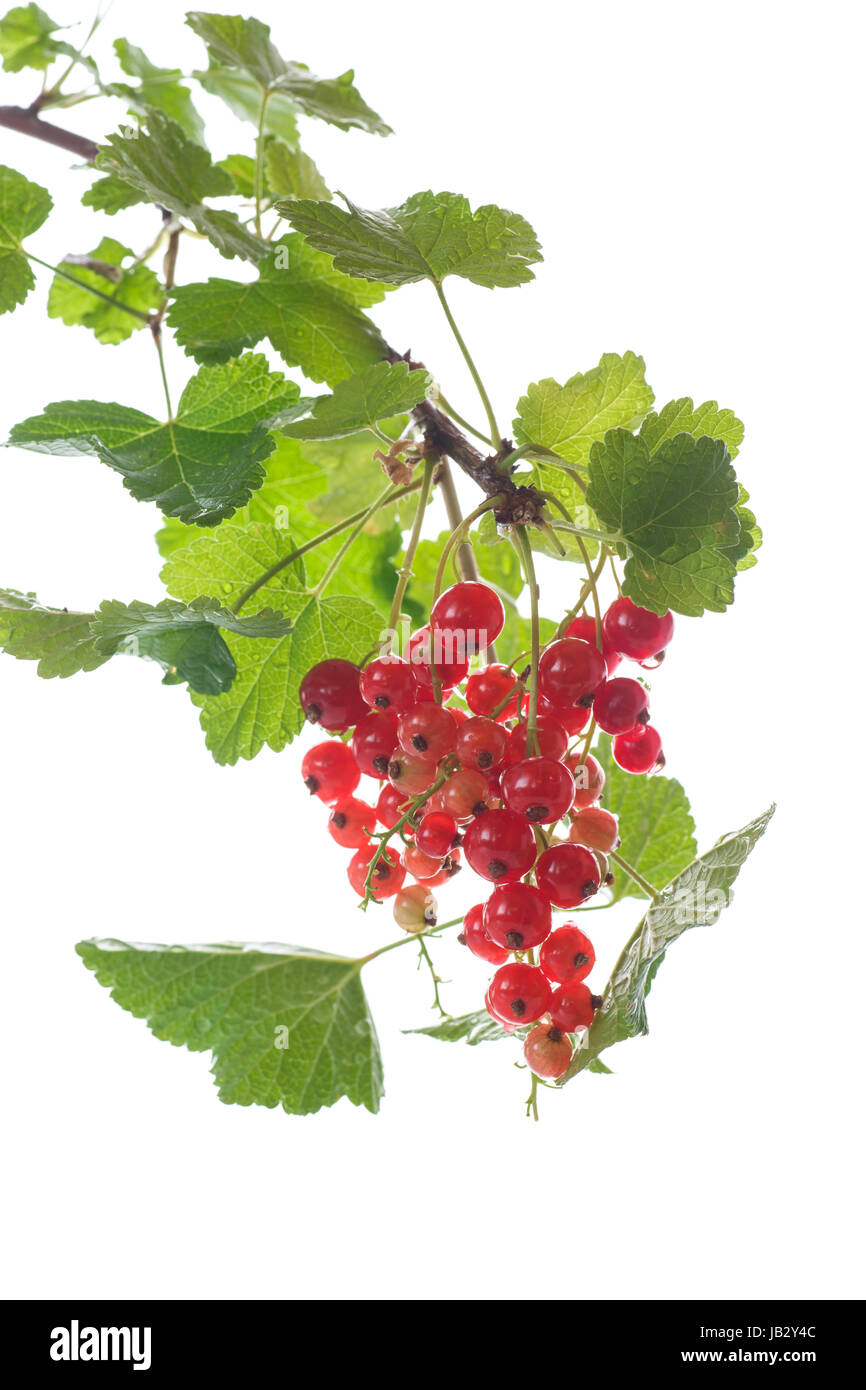 Fresh red currant Stock Photo - Alamy