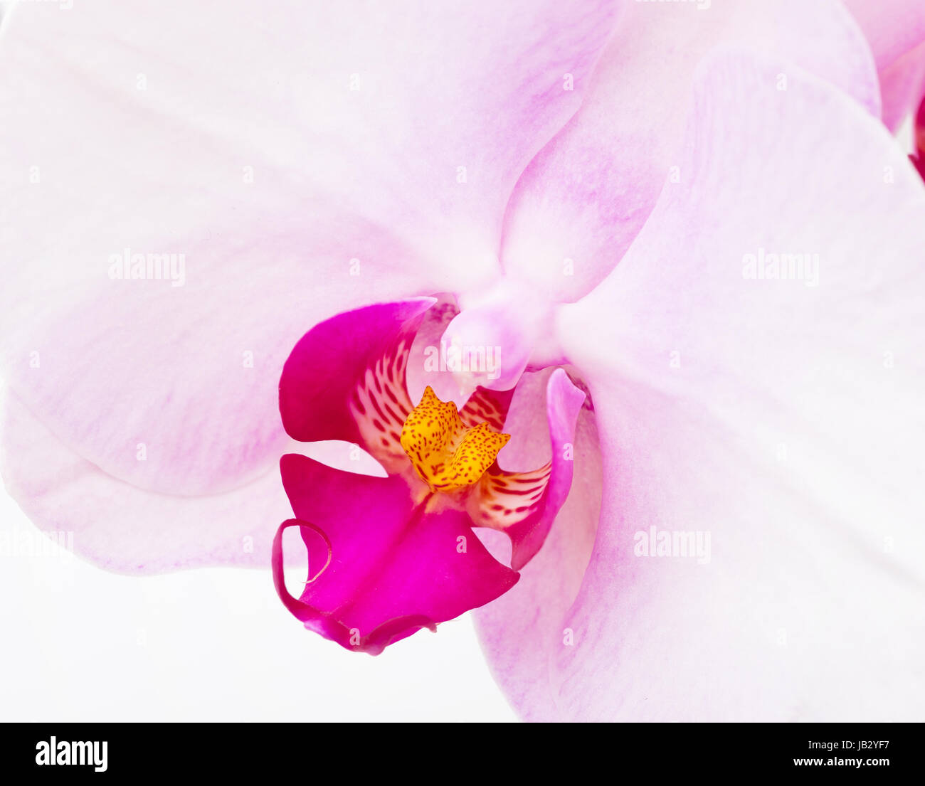 Orchid radiant flower texture Stock Photo - Alamy