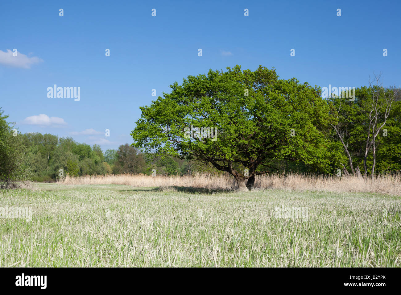Wiese mit Baum im Sommer Stock Photo - Alamy
