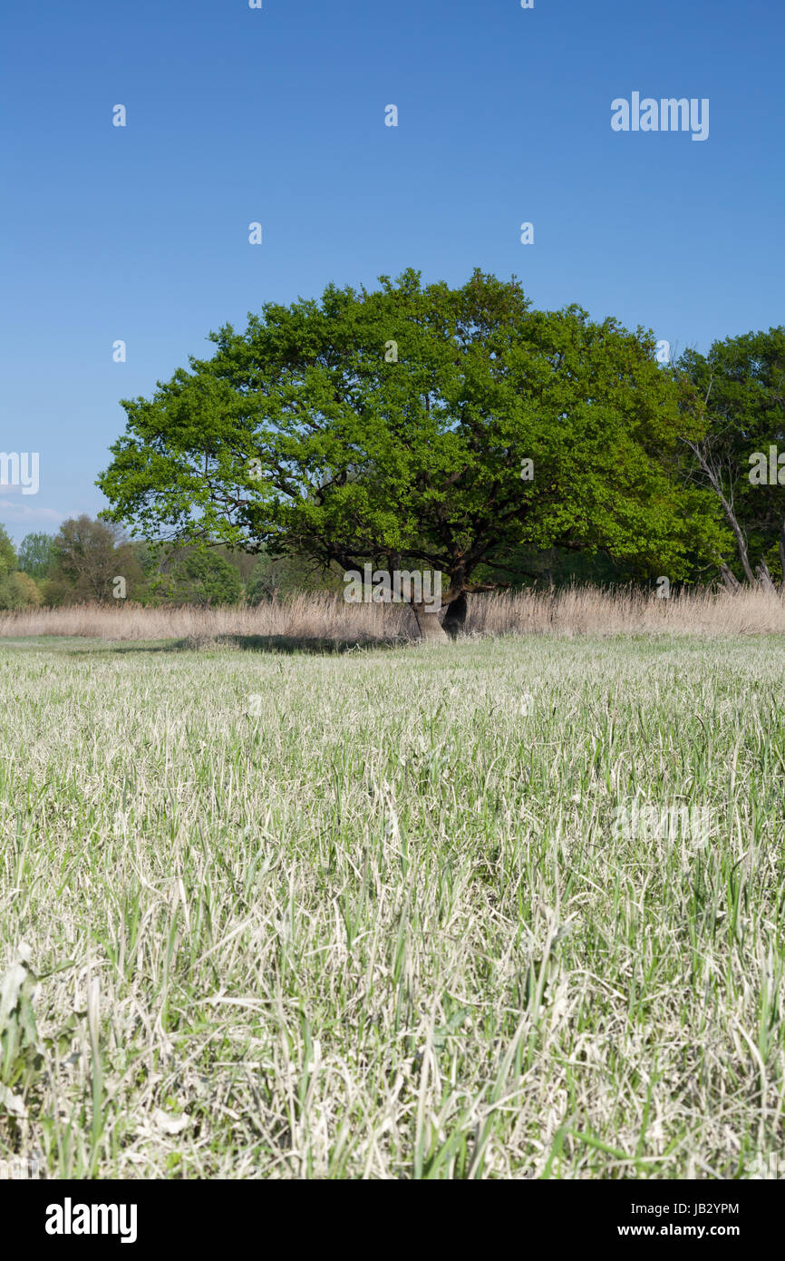 Wiese mit Baum im Sommer Stock Photo - Alamy