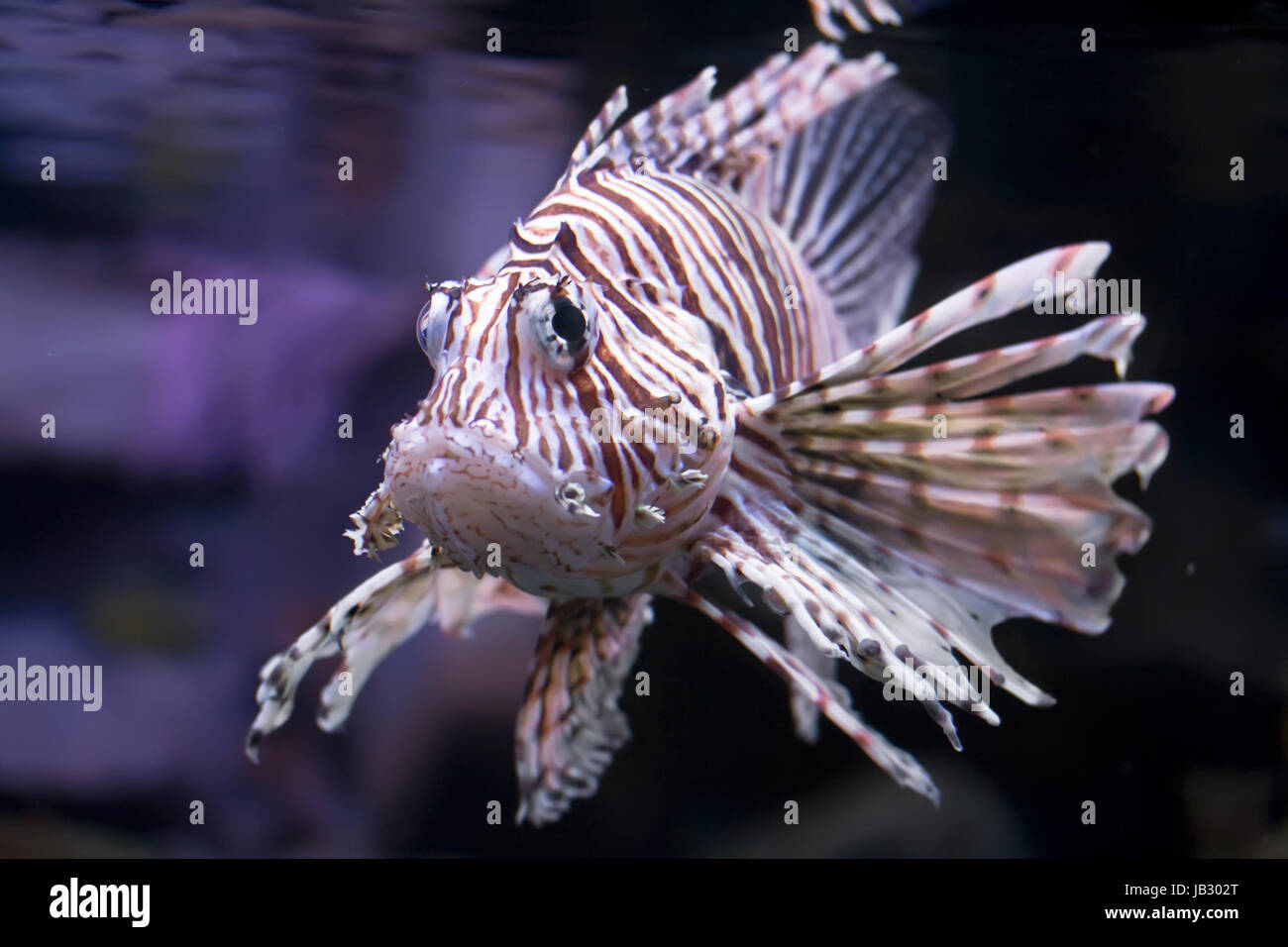 Beautiful and dangerous Lionfish (Pterois miles Stock Photo - Alamy