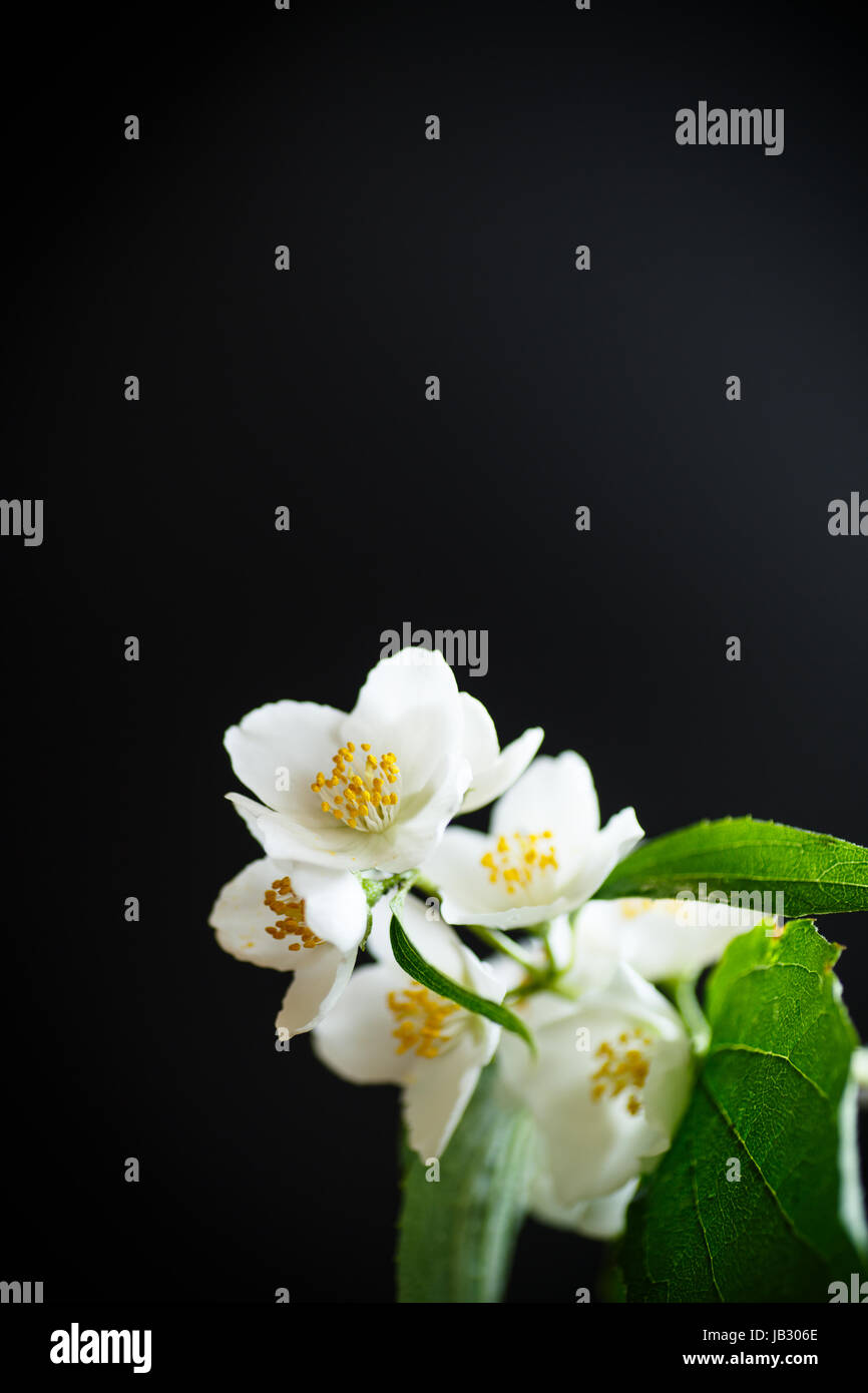 White jasmine flower Stock Photo - Alamy