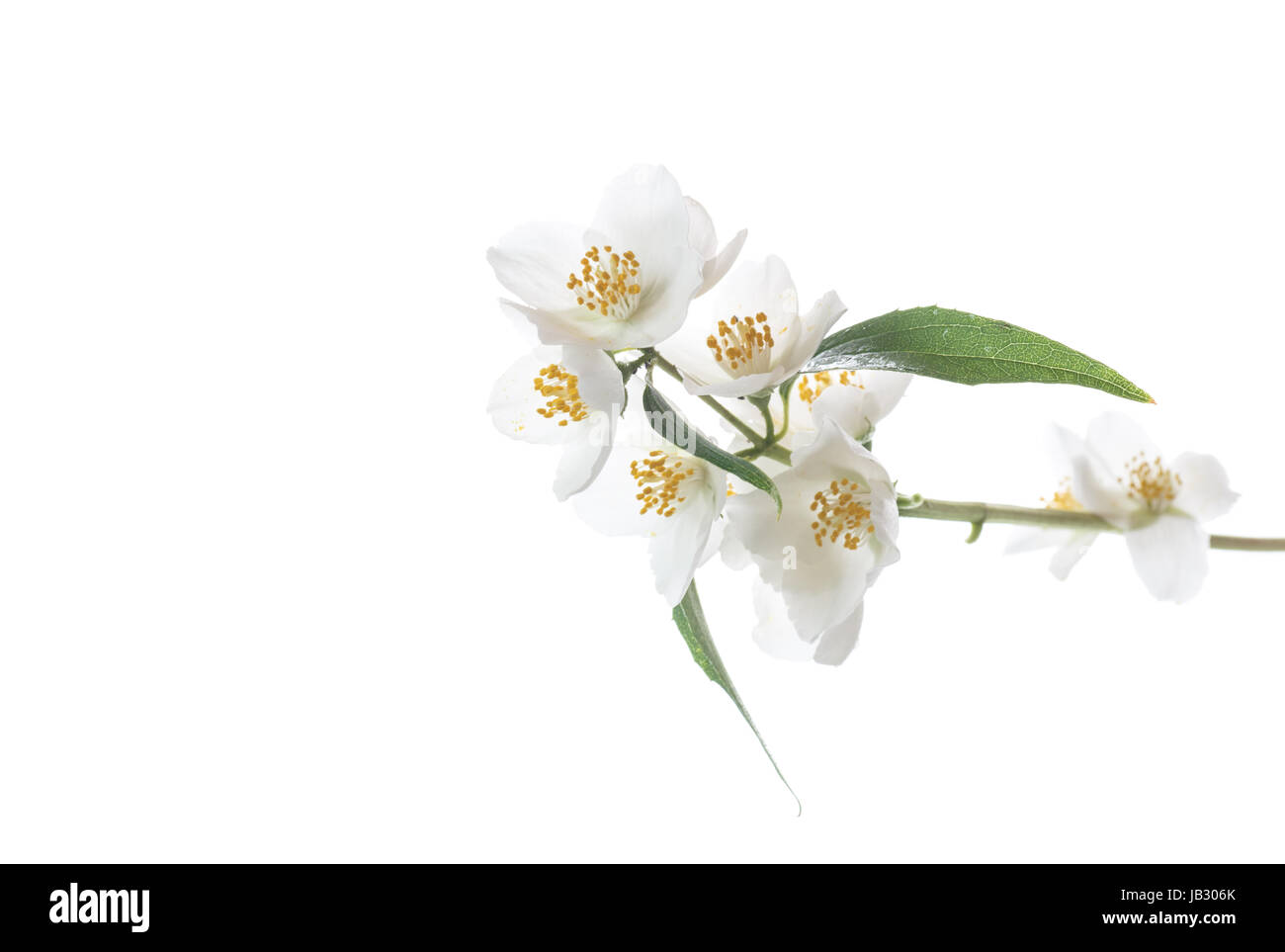 White jasmine flower Stock Photo - Alamy