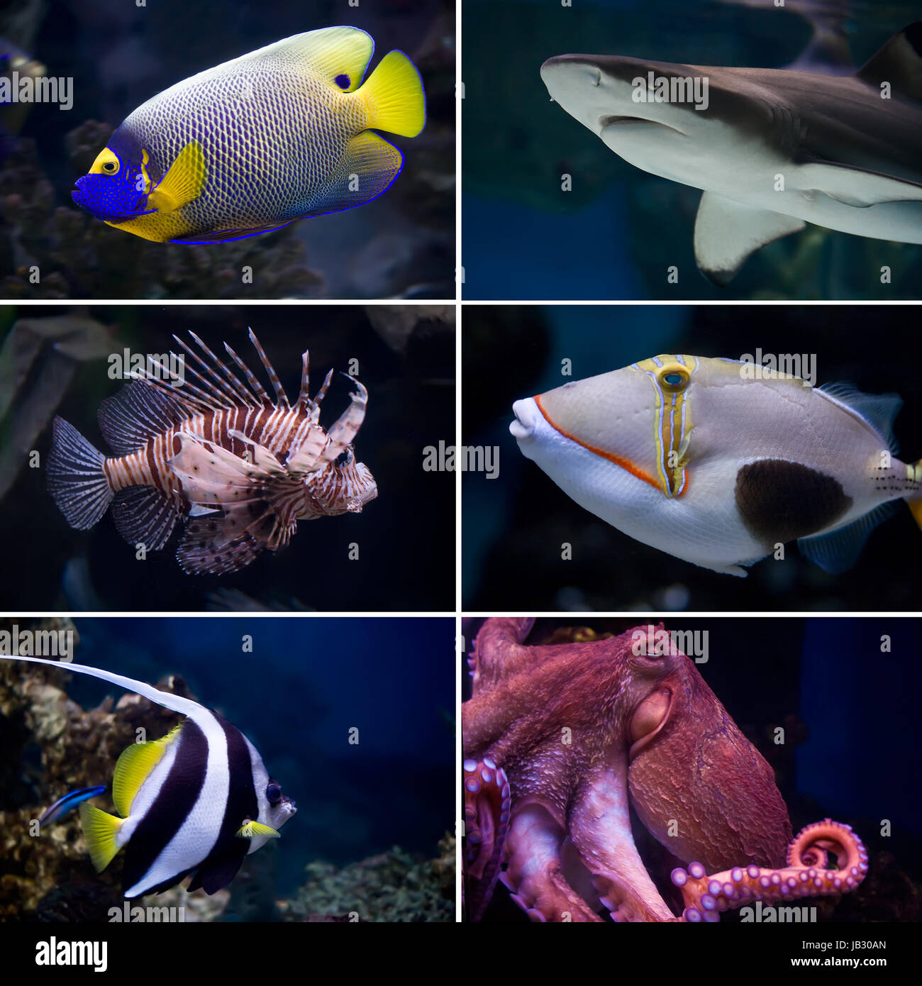 Beautiful tropical fish collection Stock Photo - Alamy