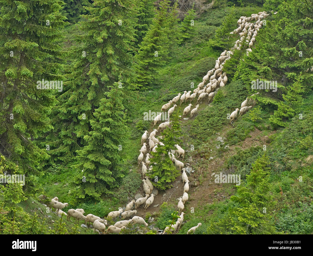herd of sheep moving in the woods on the mountain Shara, Macedonia ...