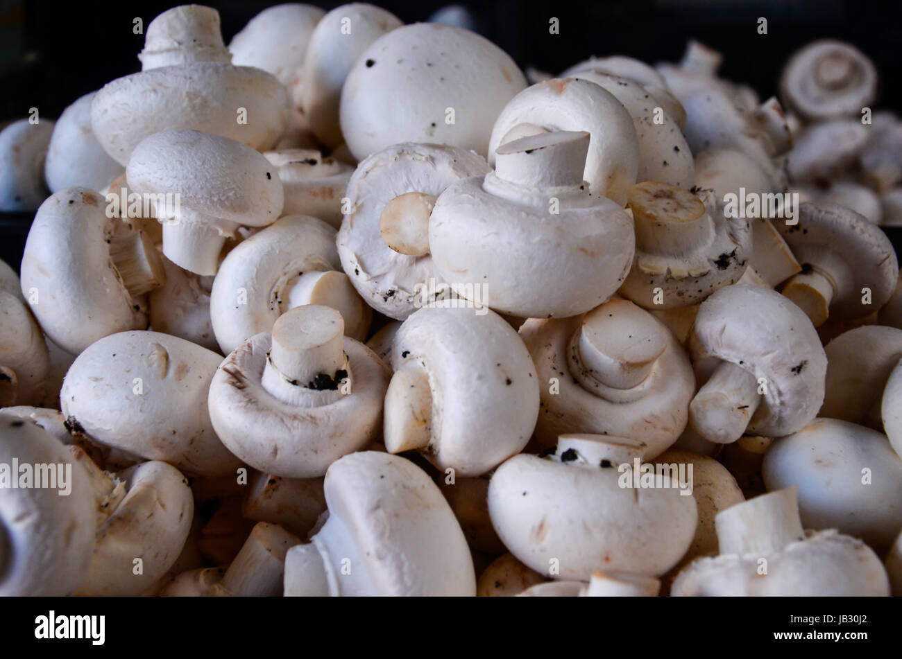 Group of white mushooms Stock Photo - Alamy