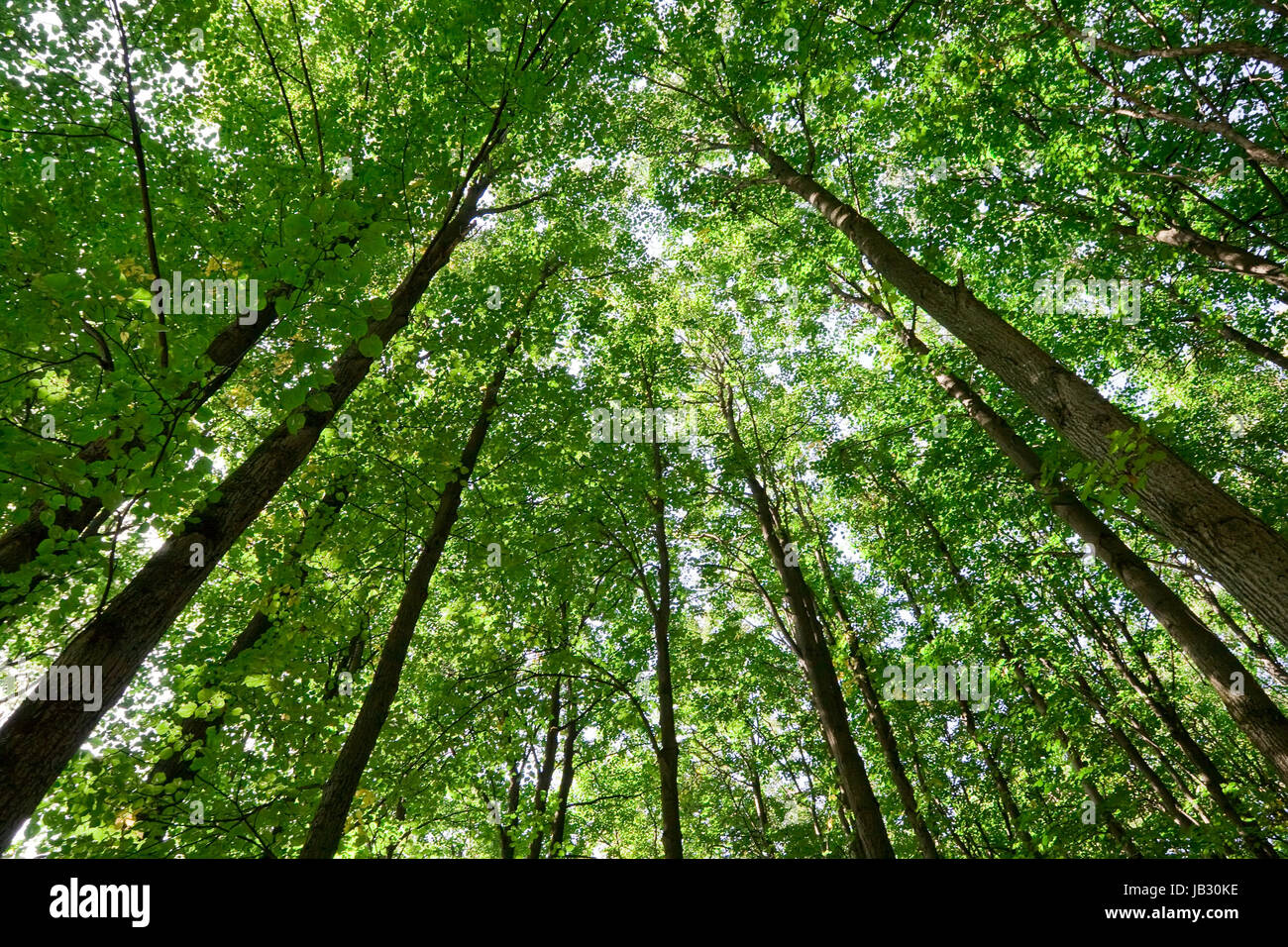 Green forest with high trees Stock Photo - Alamy
