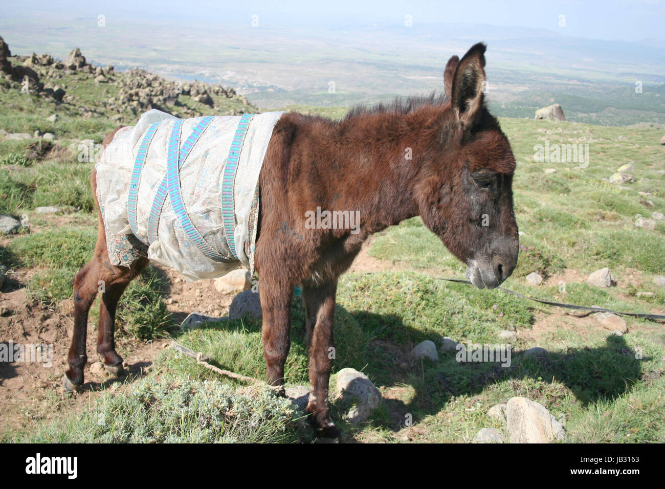 Horse and donkey eating hi-res stock photography and images - Alamy