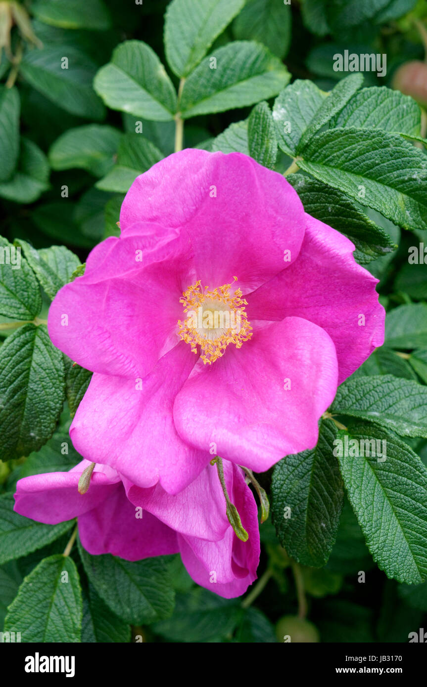 Wildflowers british columbia hi-res stock photography and images - Alamy