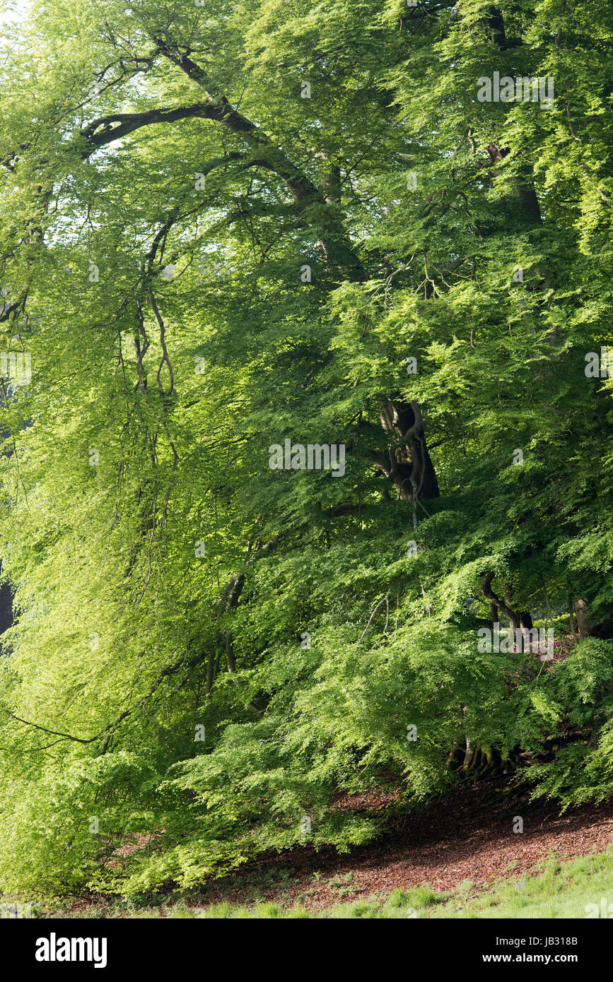 English beech tree hi-res stock photography and images - Alamy