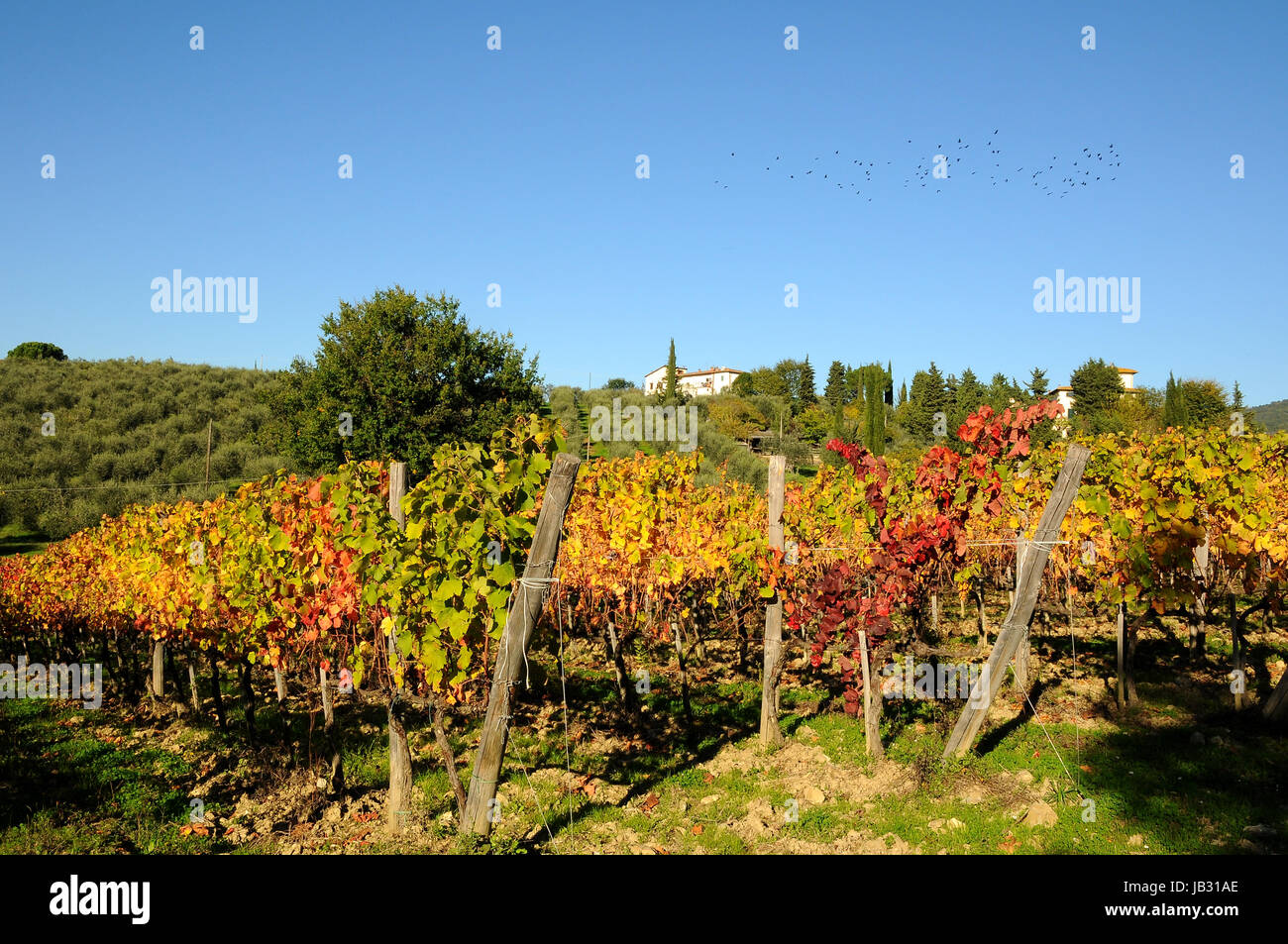 Wineyard in Autumn in Tuscany, Italy Stock Photo - Alamy
