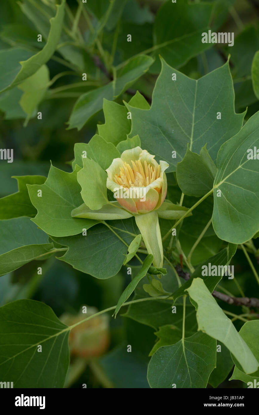 Liriodendron tulipifera hi-res stock photography and images - Alamy