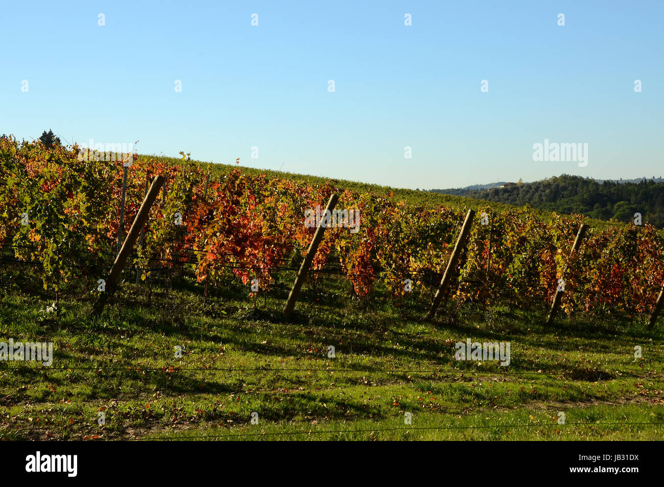 Wineyard in Autumn in Tuscany, Italy Stock Photo - Alamy