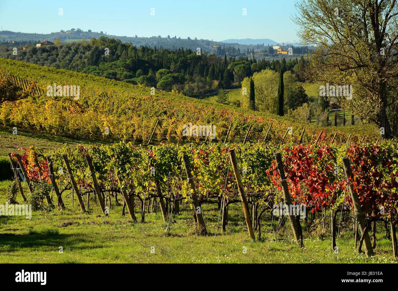 Wineyard in Autumn in Tuscany, Italy Stock Photo - Alamy