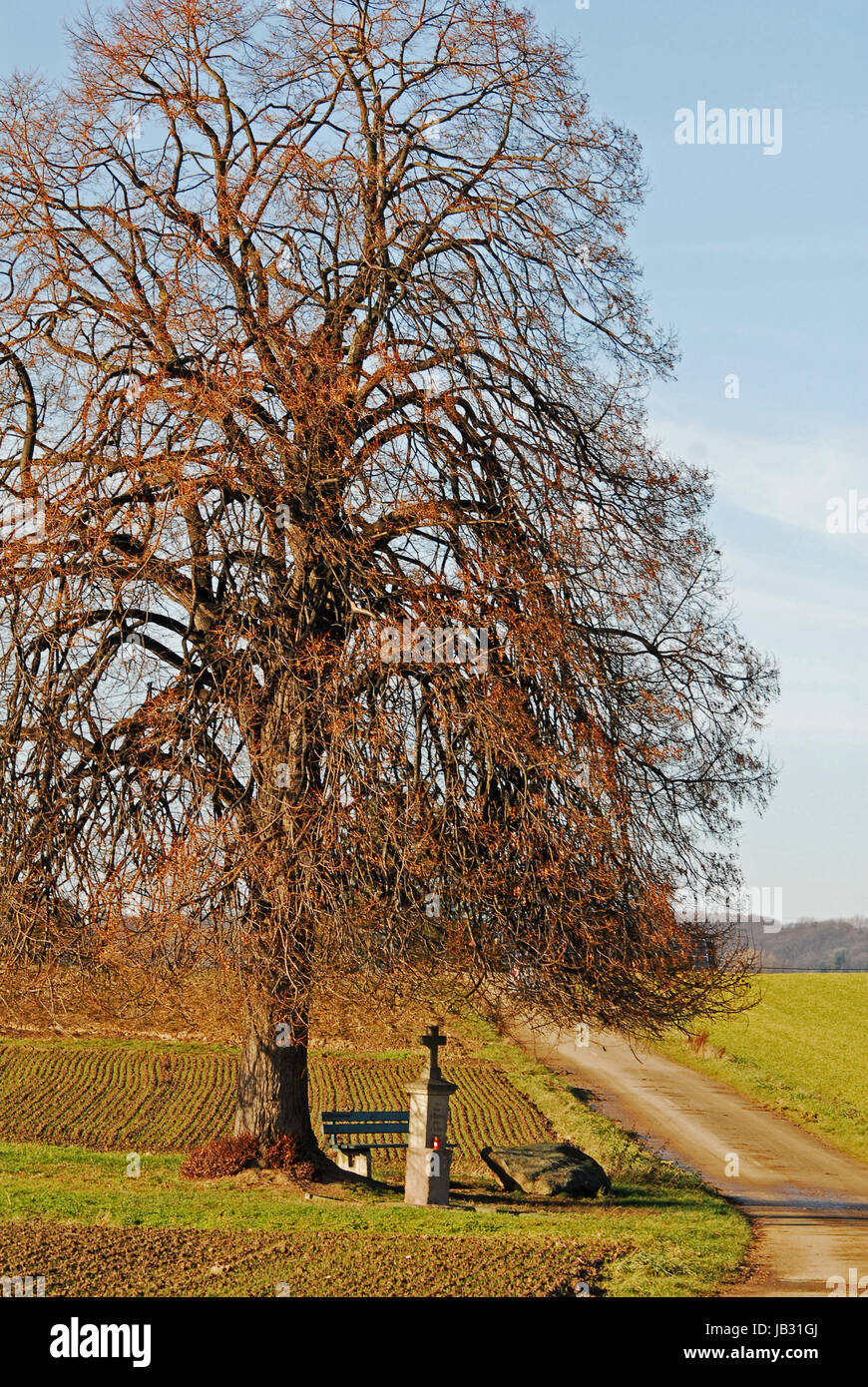 Winter gaunt tree hi-res stock photography and images - Alamy