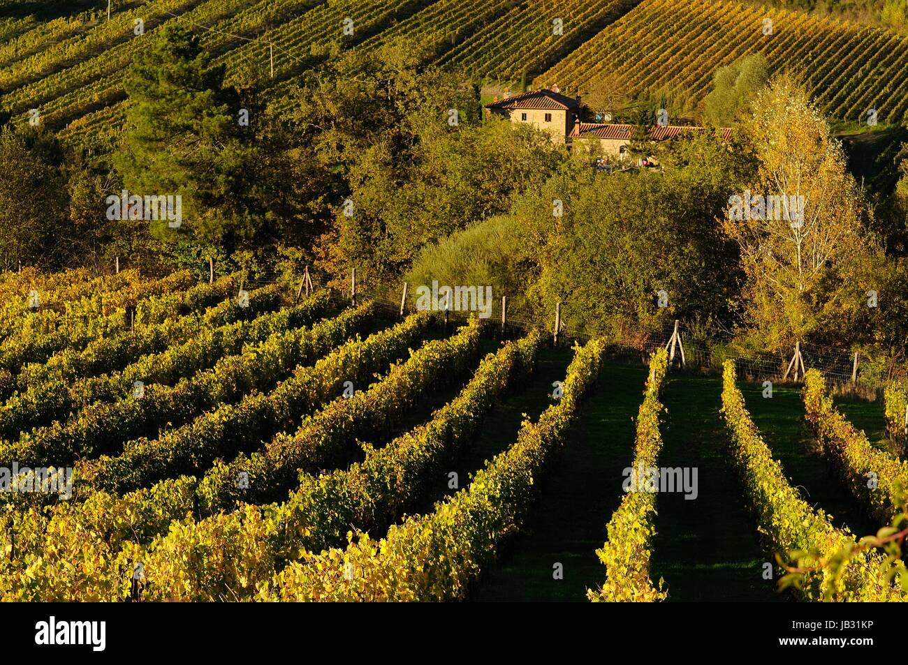 Wineyard in Autumn in Tuscany, Italy Stock Photo - Alamy